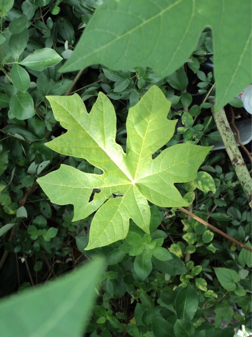 Sony Cybershot DSC S2100 Camera Digital, Photography, Cameras on Carousell