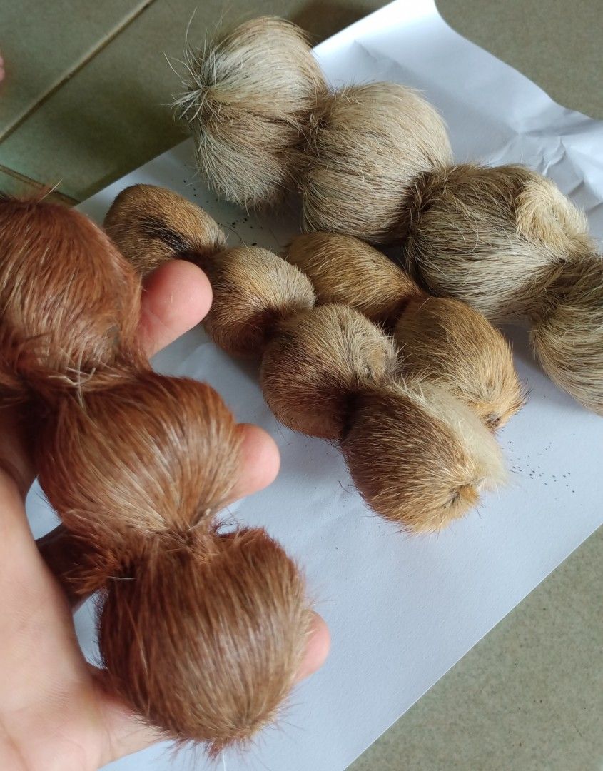 Buntat kijang, Hobbies & Toys, Collectibles & Memorabilia, Vintage ...