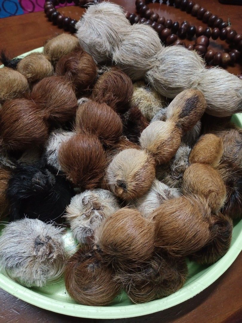 Buntat kijang, Hobbies & Toys, Collectibles & Memorabilia, Vintage ...