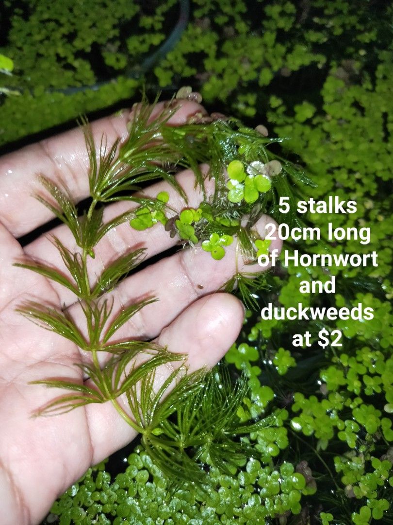 Fish food samples, microorganism, aquarium plants for guppies tetra ...