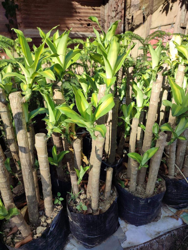 Fortune Plant, Furniture & Home Living, Gardening, Plants & Seeds on ...