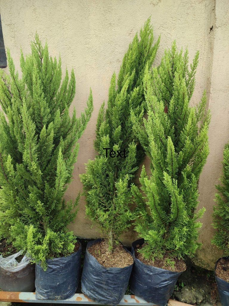 Lemon Pine, Furniture & Home Living, Gardening, Plants & Seeds on Carousell