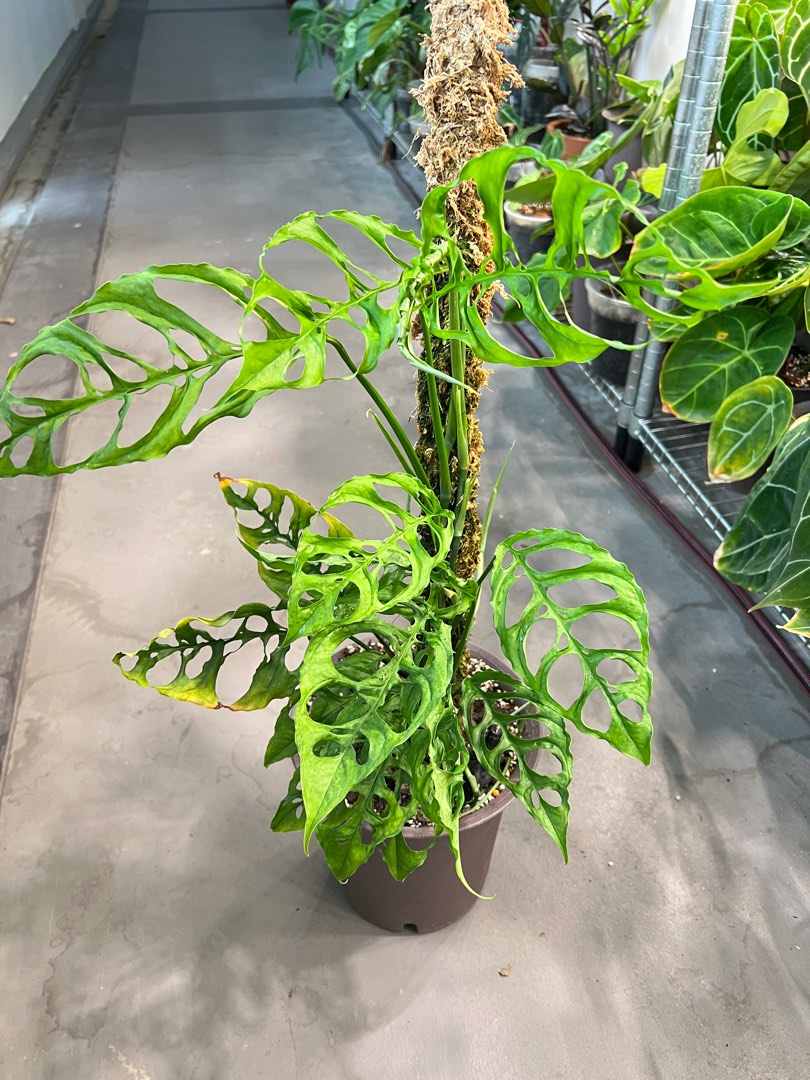 Monstera Obliqua Peru, Furniture & Home Living, Gardening, Plants ...