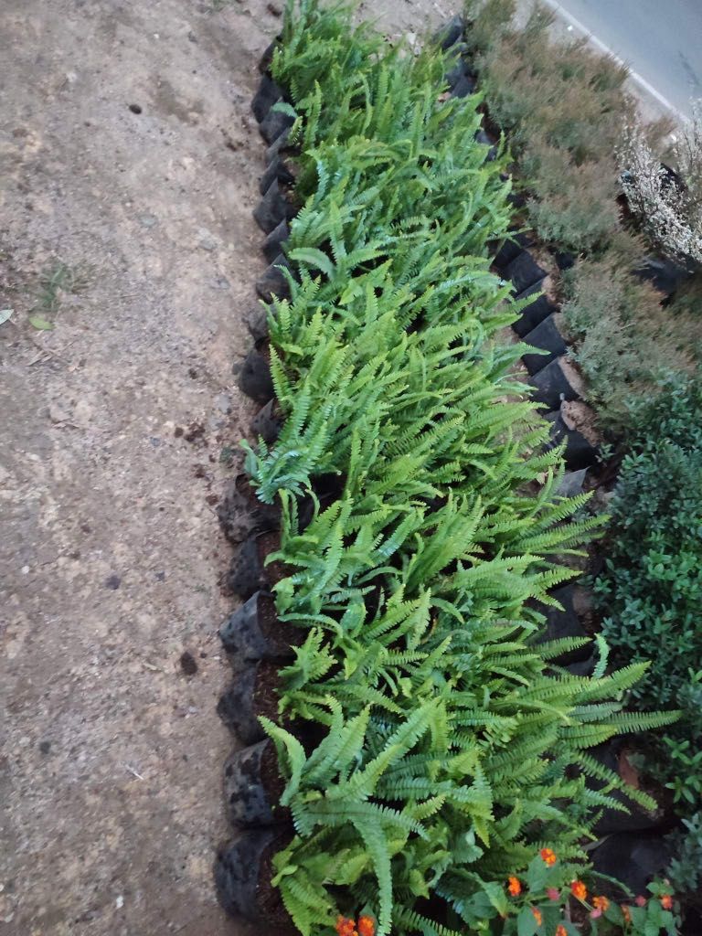 Pako Fern, Furniture & Home Living, Gardening, Plants & Seeds on Carousell