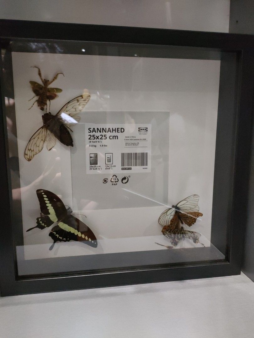 Pinned Insects in Photo Frame (Taxidermy), Hobbies & Toys, Memorabilia ...