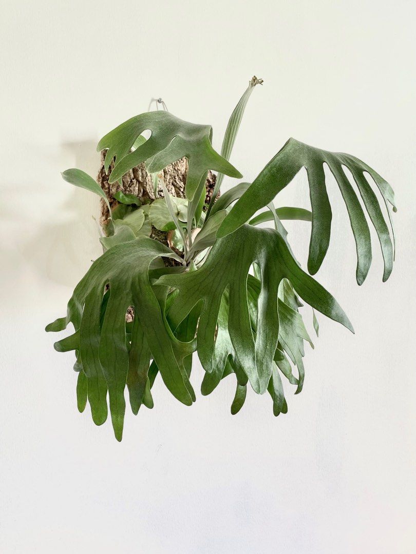 Platycerium hula hand africa staghorn fern, Furniture & Home Living ...
