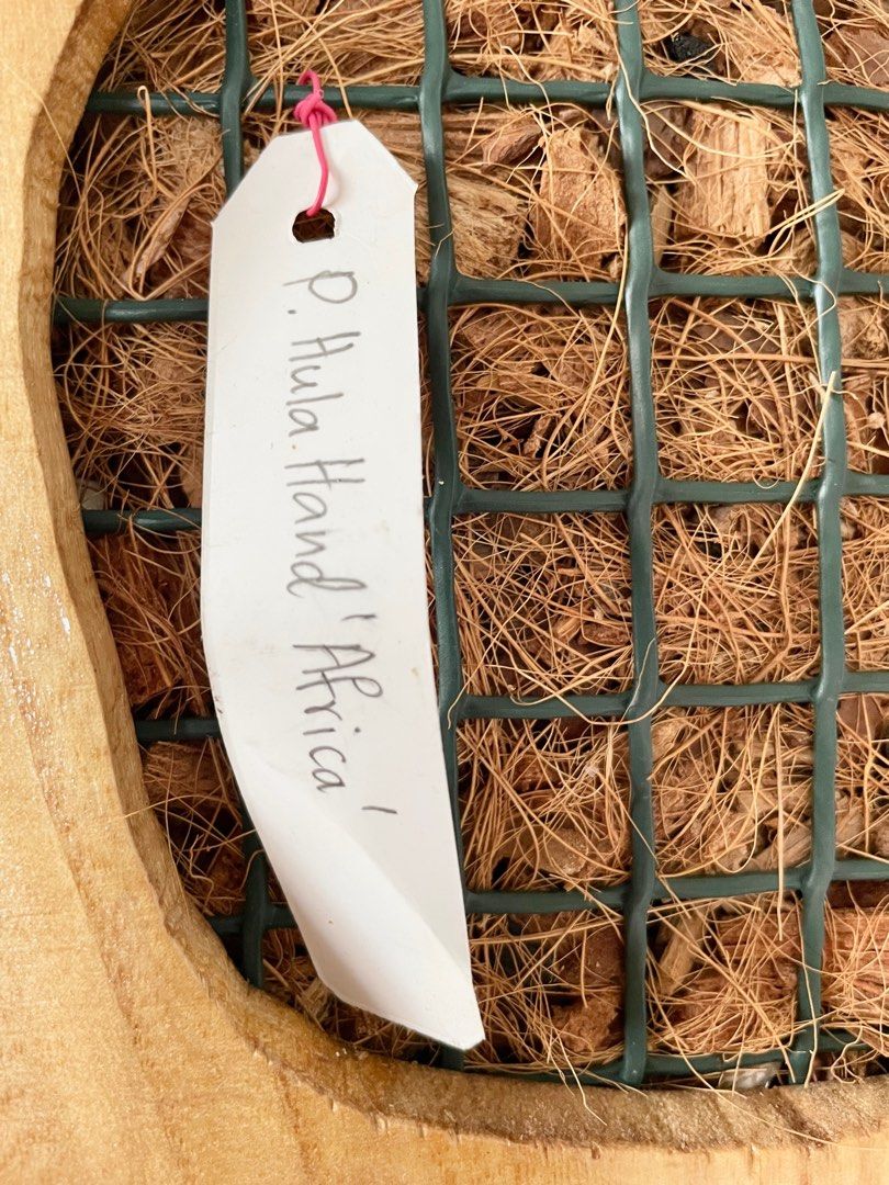 Platycerium hula hand africa staghorn fern, Furniture & Home Living ...