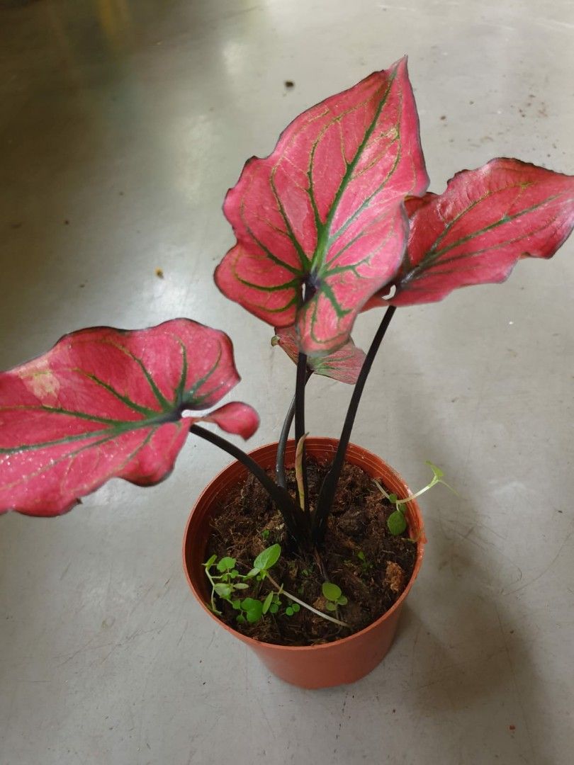 Red Thai Beauty Caladium Plant Red Variegated, Furniture & Home Living ...