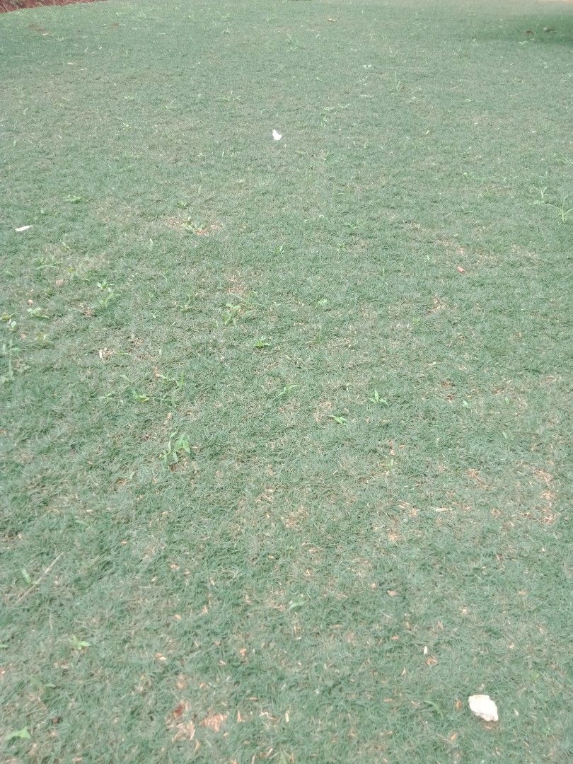 Rumput golf, Perkebunan di Carousell