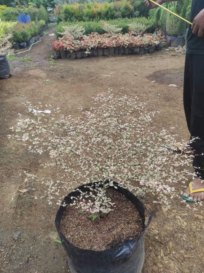 Variegated African Talisay, Furniture & Home Living, Gardening, Plants ...