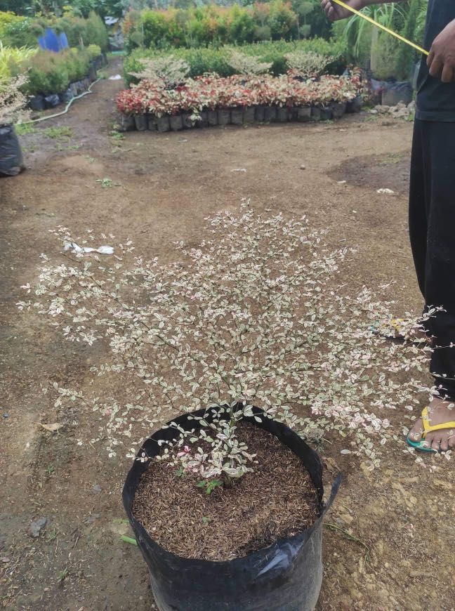 Variegated African Talisay, Furniture & Home Living, Gardening, Plants ...