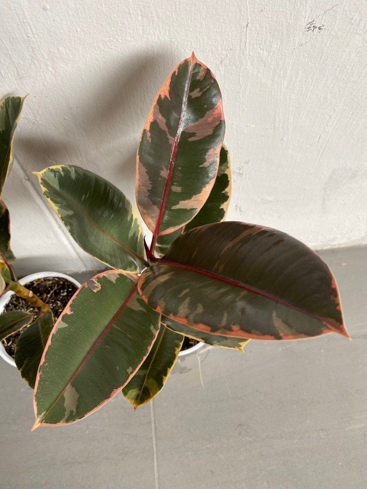 Ficus Elastica Ruby Variegated . $12 each pot, Furniture & Home Living ...