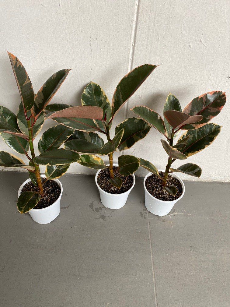 Ficus Elastica Ruby Variegated . $12 each pot, Furniture & Home Living ...