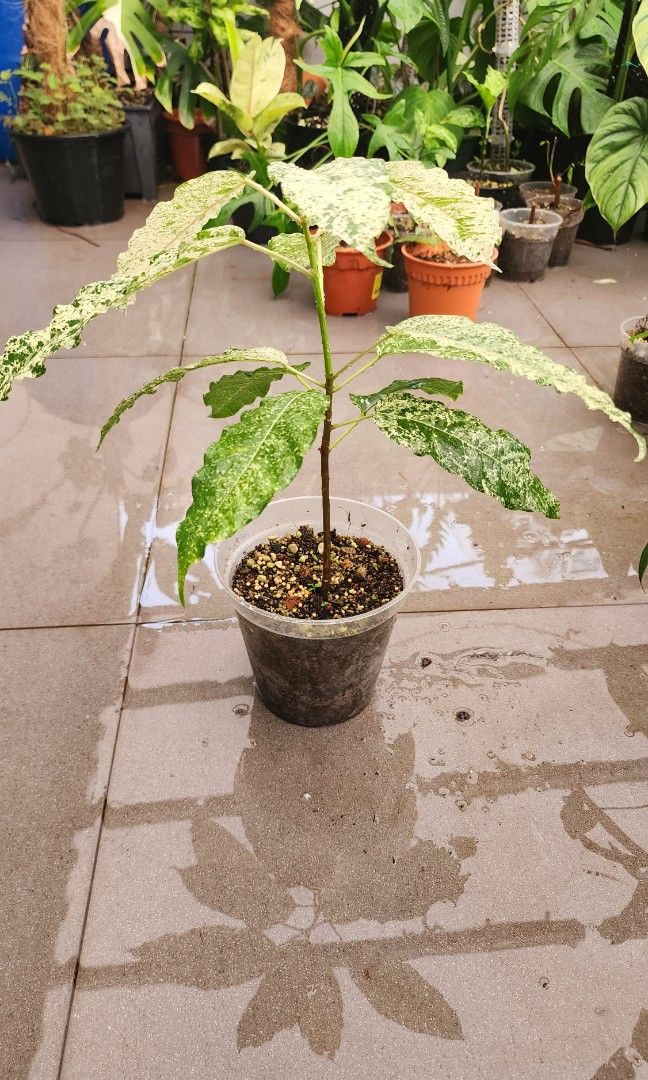 Ficus Snowstorm, Furniture & Home Living, Gardening, Plants & Seeds on ...