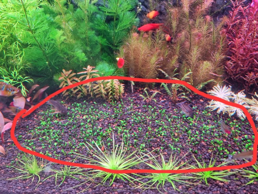 Marsilea Crenata (Aquarium aquatic plants), Furniture & Home Living ...