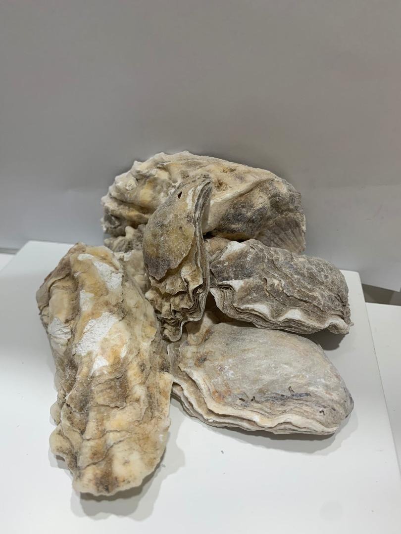 Oyster Shell, Furniture & Home Living, Furniture, Other Home Furniture ...