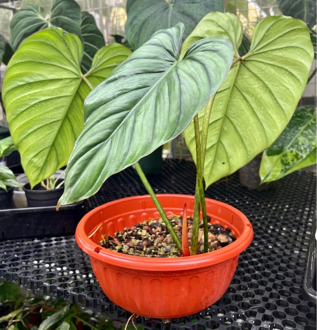 Philodendron sp. Colombia, Furniture & Home Living, Gardening, Plants ...