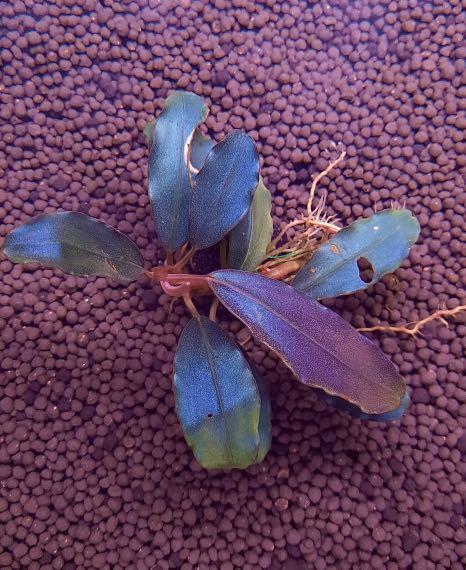 Hellfire Bucephalandra Sp. Hellfire, Furniture & Home Living, Gardening ...