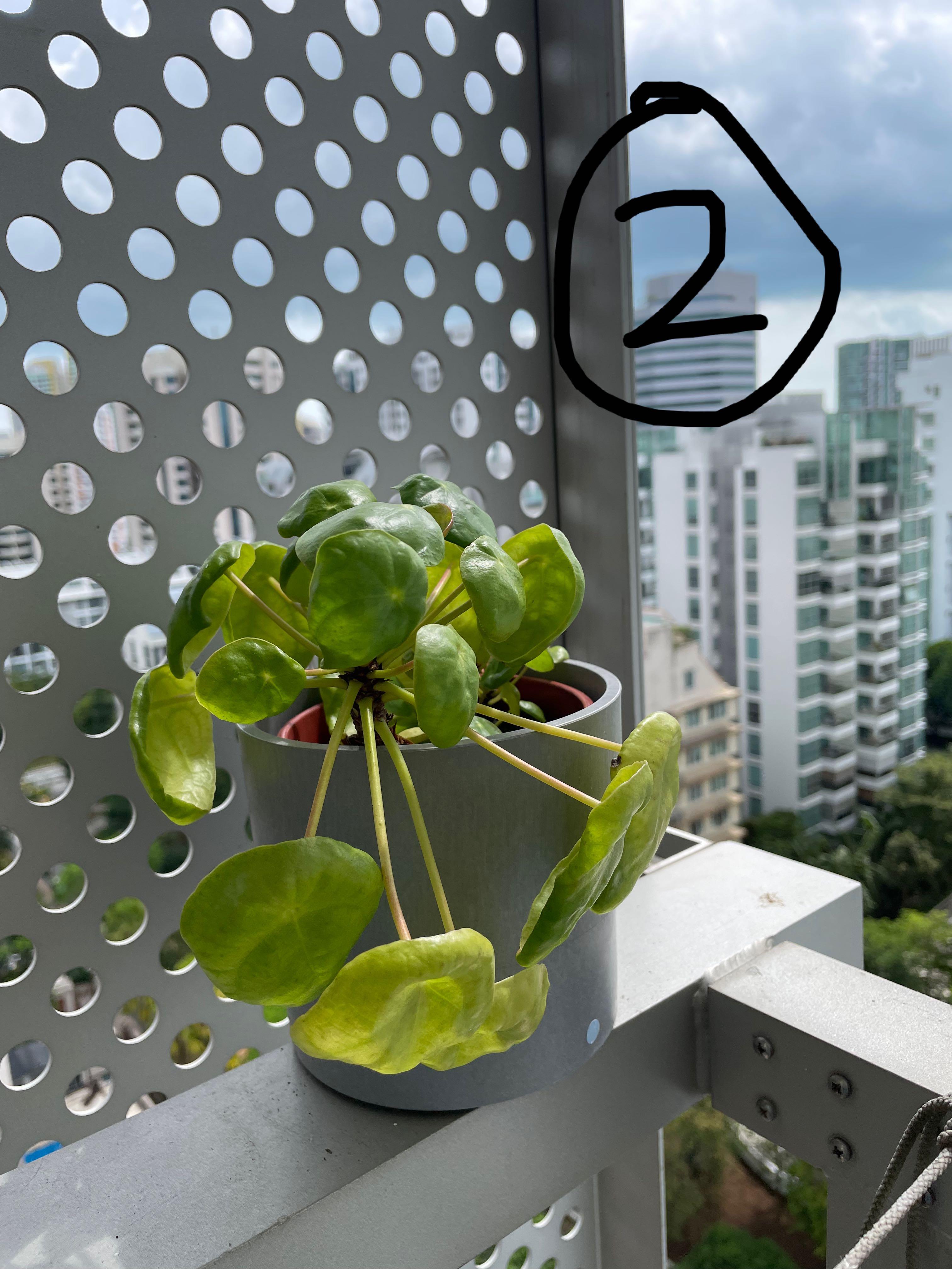 Chinese money plant / Coin Plant, Furniture & Home Living, Gardening ...