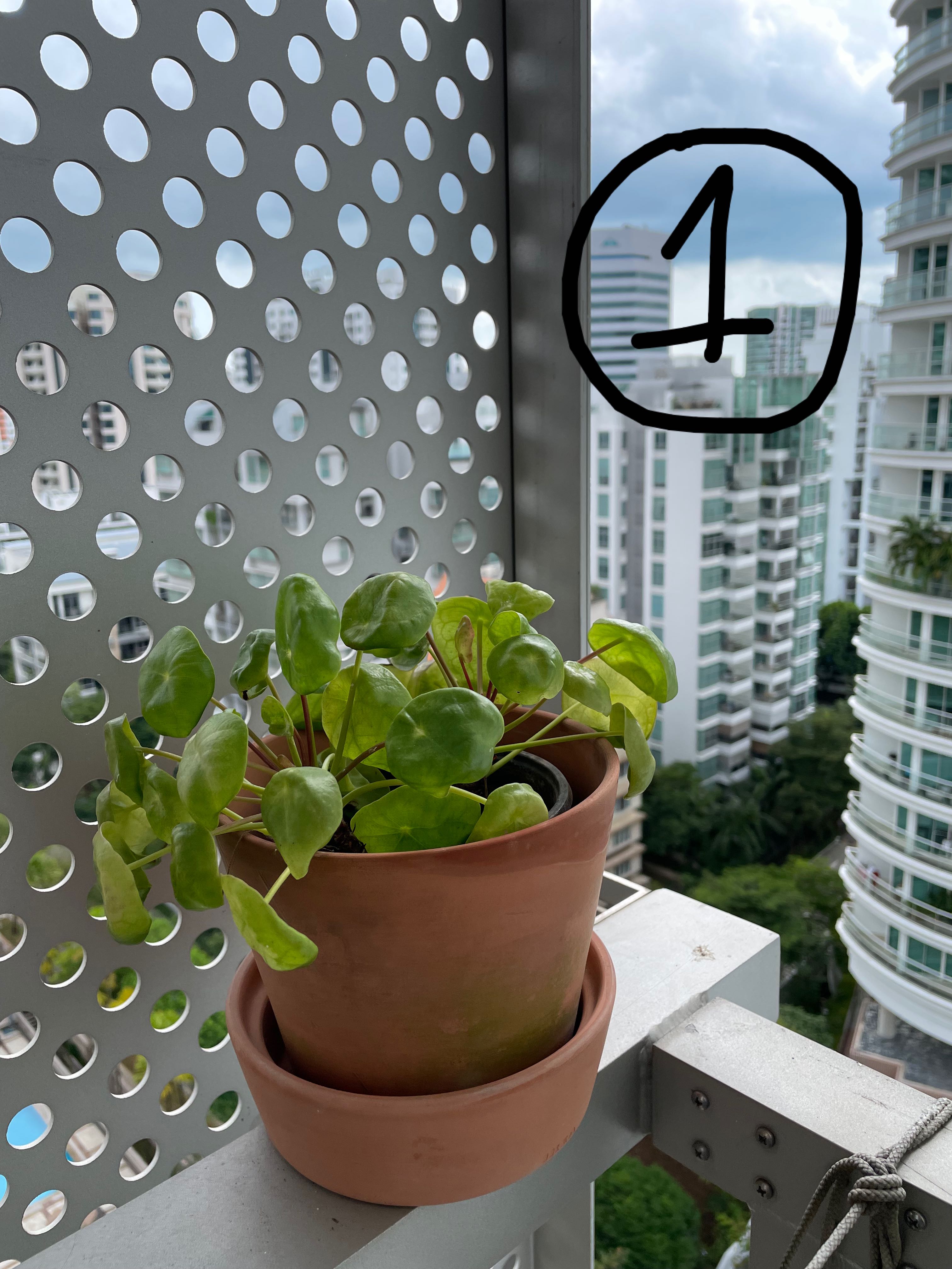 Chinese money plant / Coin Plant, Furniture & Home Living, Gardening ...