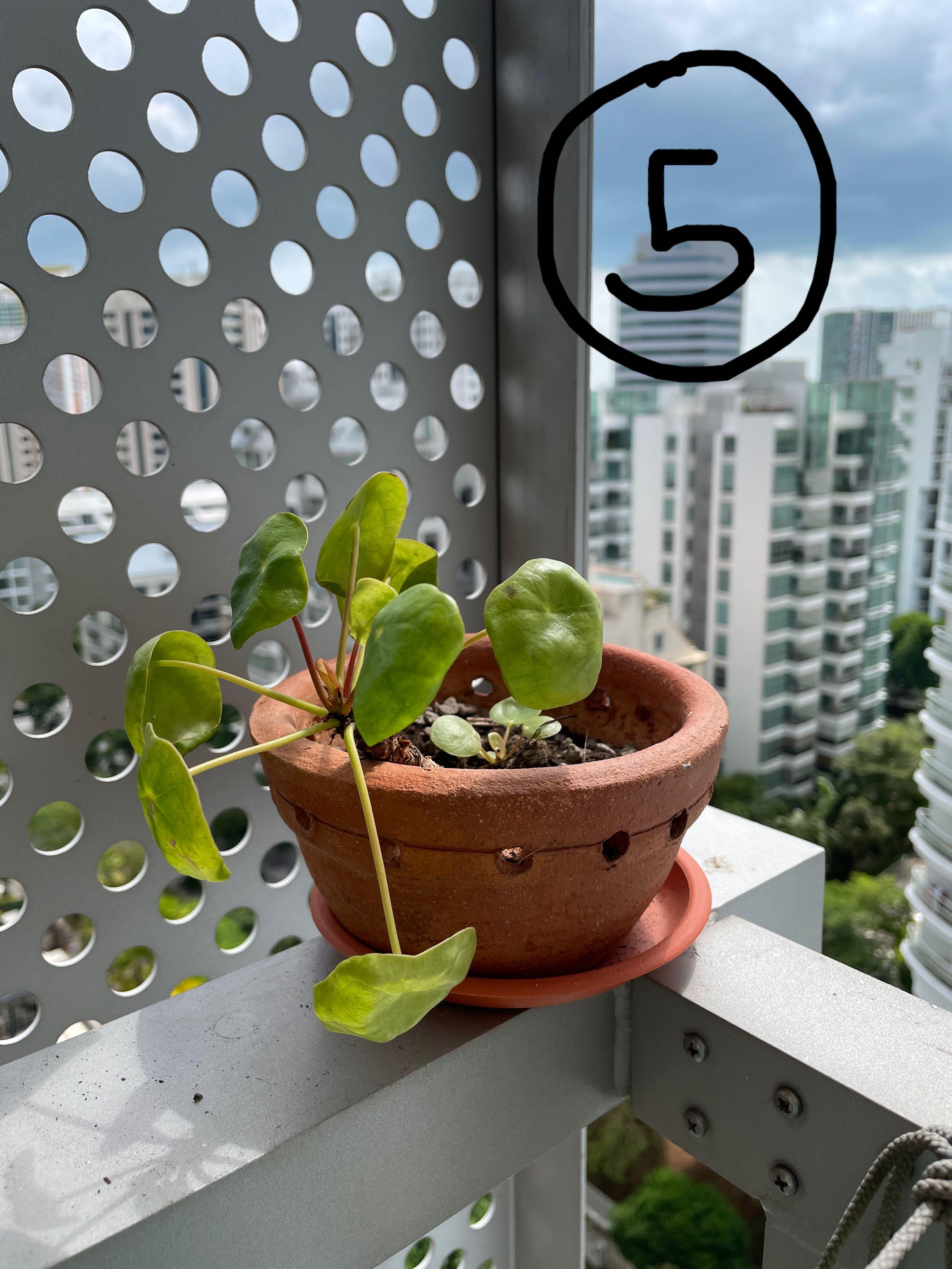 Chinese money plant / Coin Plant, Furniture & Home Living, Gardening ...