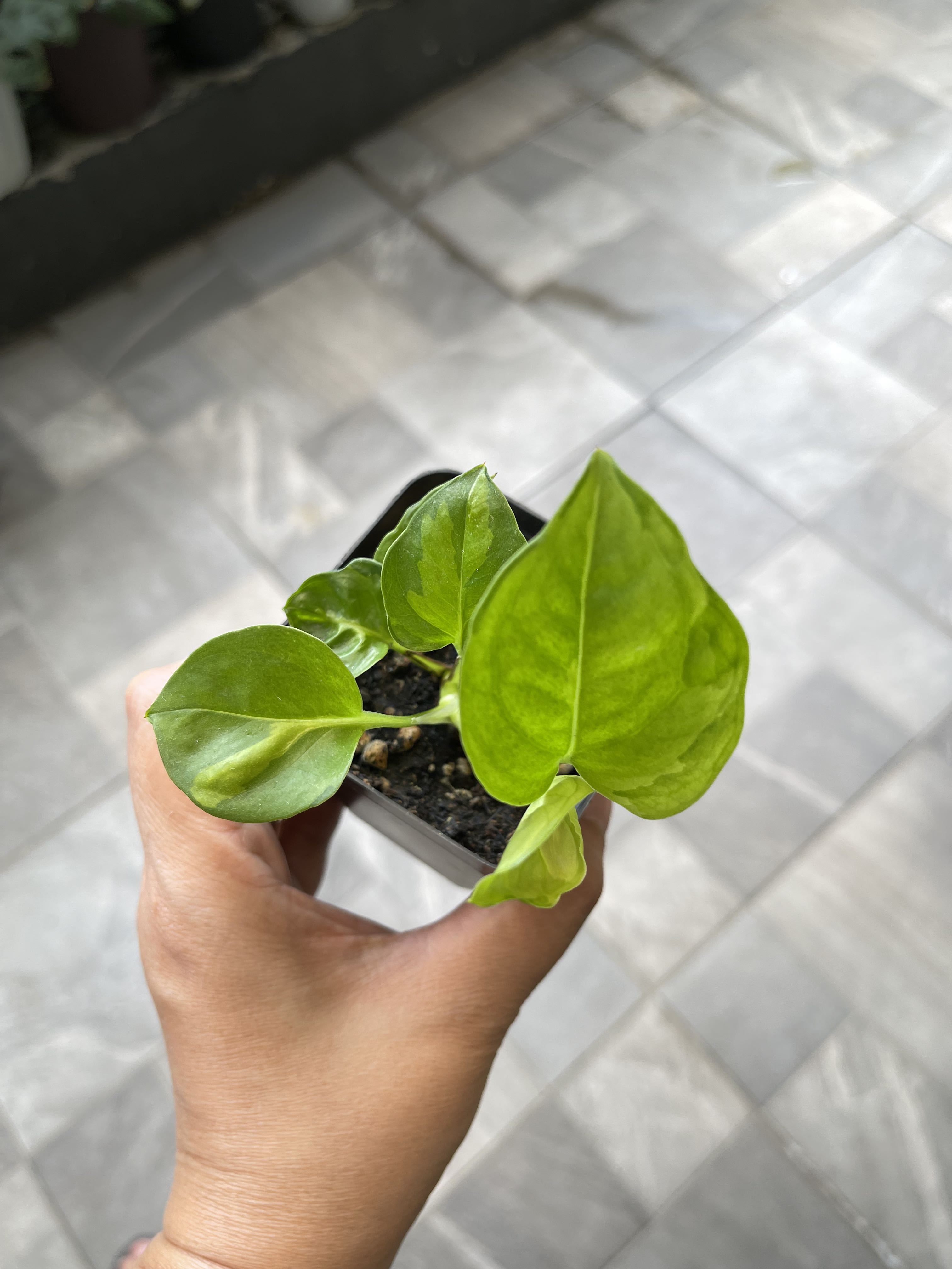 Global Green Pothos ( Japan ), Furniture & Home Living, Gardening ...