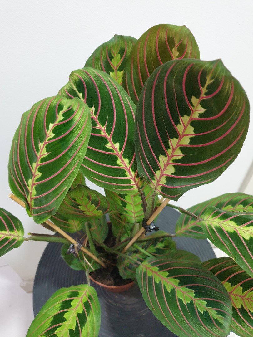 Maranta fascinator tricolour ( Holland), Furniture & Home Living ...