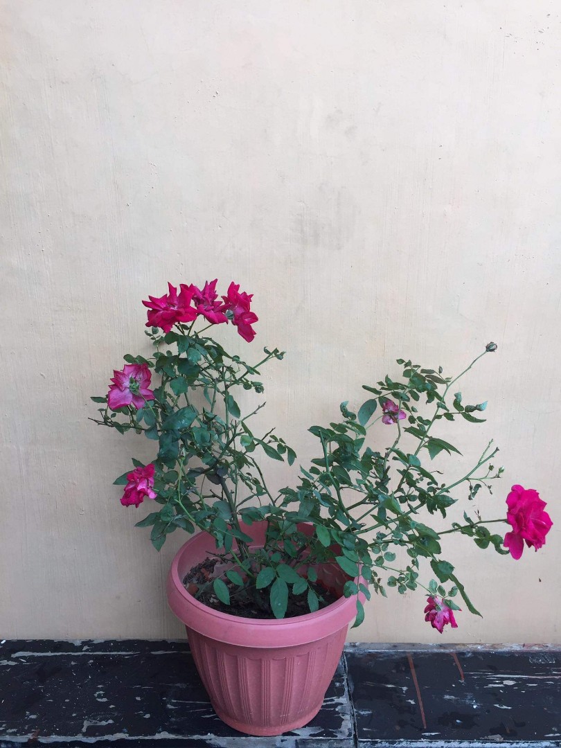 Pitimini rose, Furniture & Home Living, Gardening, Plants & Seeds on ...