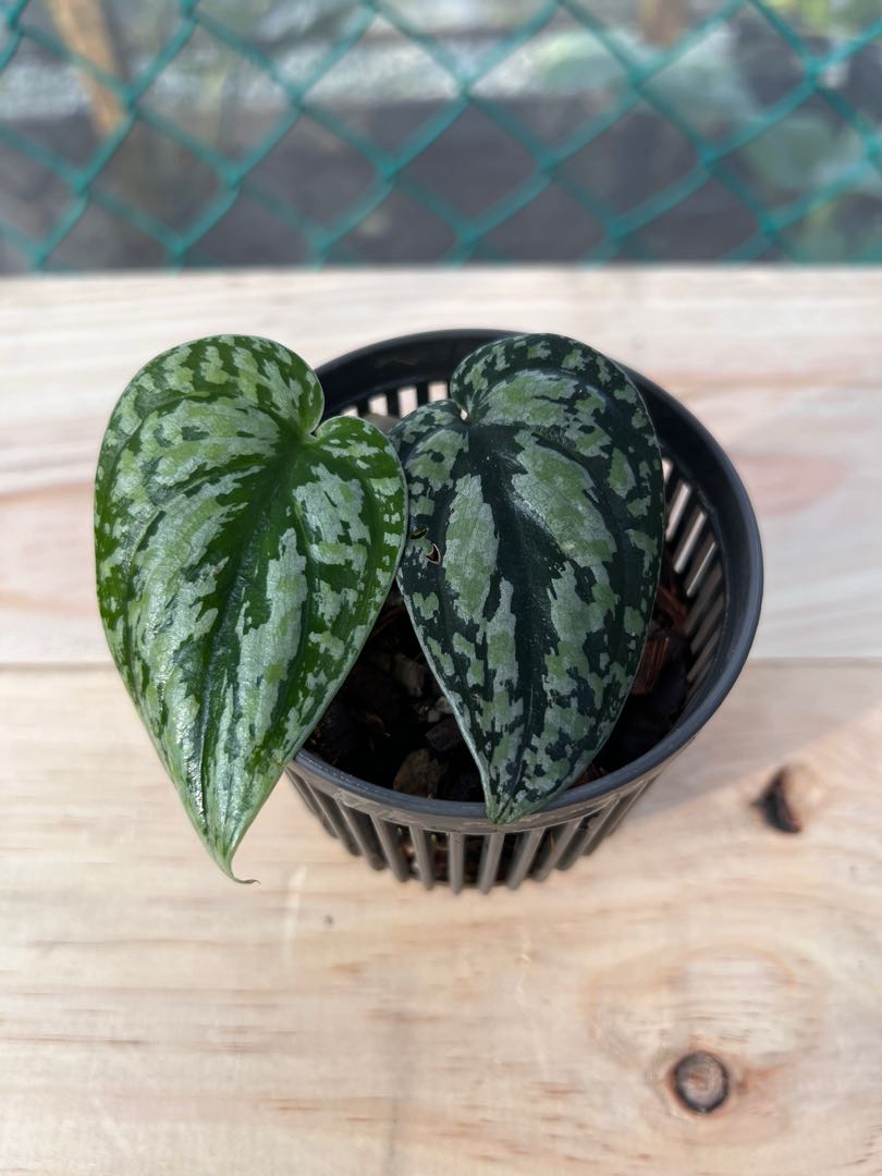 Scindapsus Tricolor (Borneo), Furniture & Home Living, Gardening ...