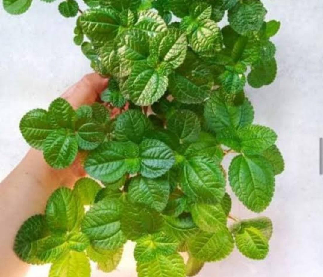 Tanaman Hias Gantung Rambat Menjuntai Creeping Charlie Pilea Mint Kw ...