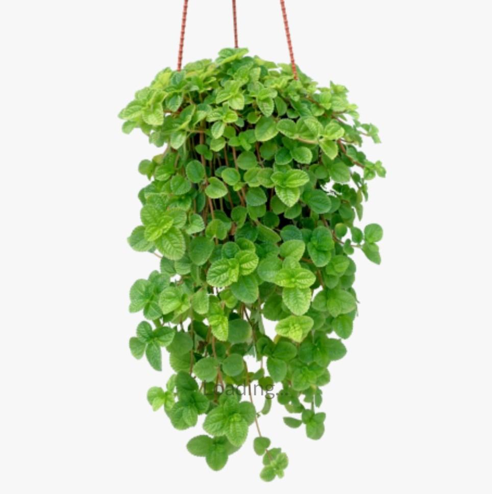 Tanaman Hias Gantung Rambat Menjuntai Creeping Charlie Pilea Mint Kw ...