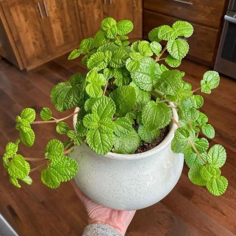 Tanaman Hias Gantung Rambat Menjuntai Creeping Charlie Pilea Mint Kw ...