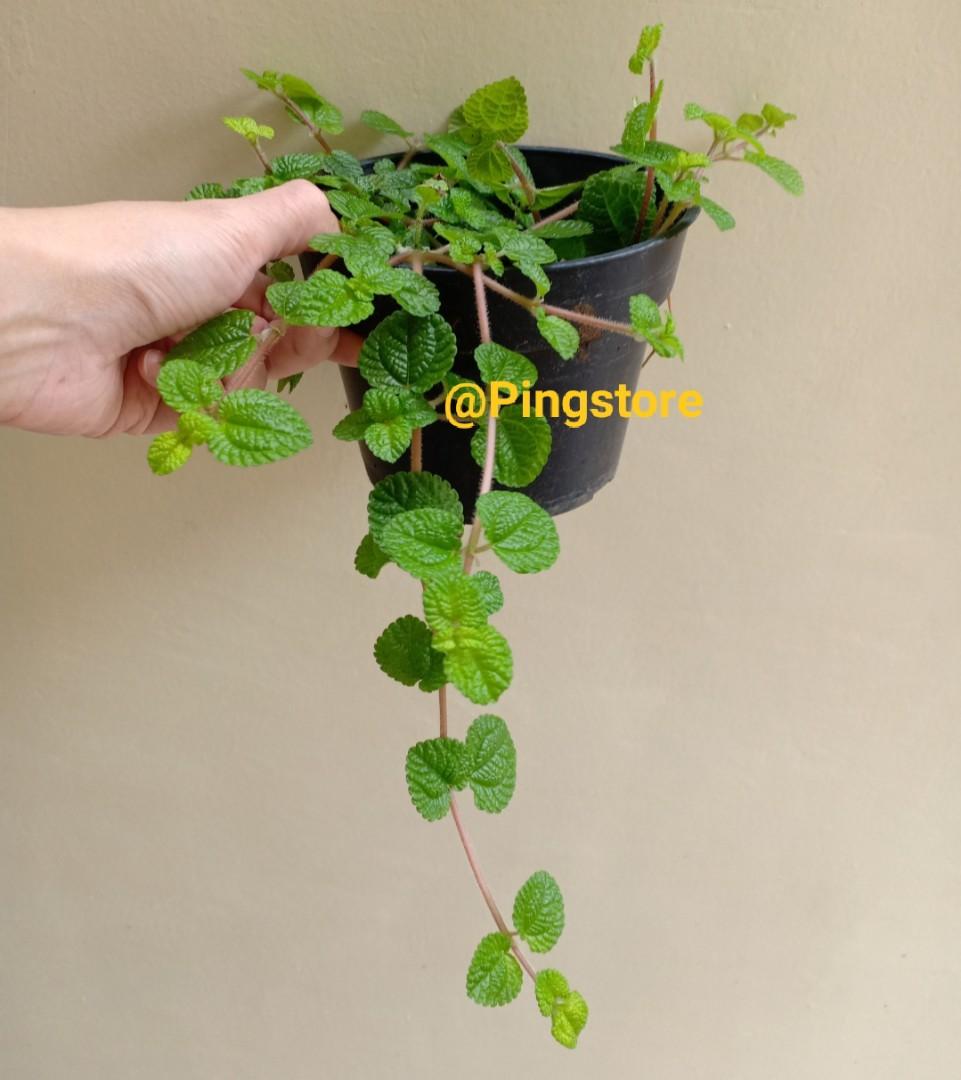 Tanaman Hias Gantung Rambat Menjuntai Creeping Charlie Pilea Mint Kw ...