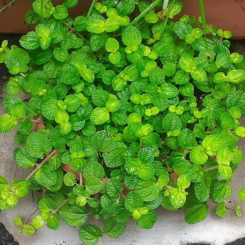 Tanaman Hias Gantung Rambat Menjuntai Creeping Charlie Pilea Mint Kw ...