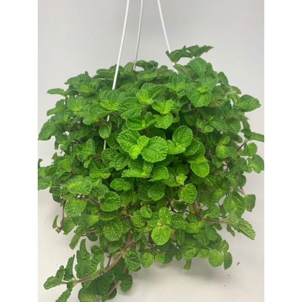 Tanaman Hias Gantung Rambat Menjuntai Creeping Charlie Pilea Mint Kw ...