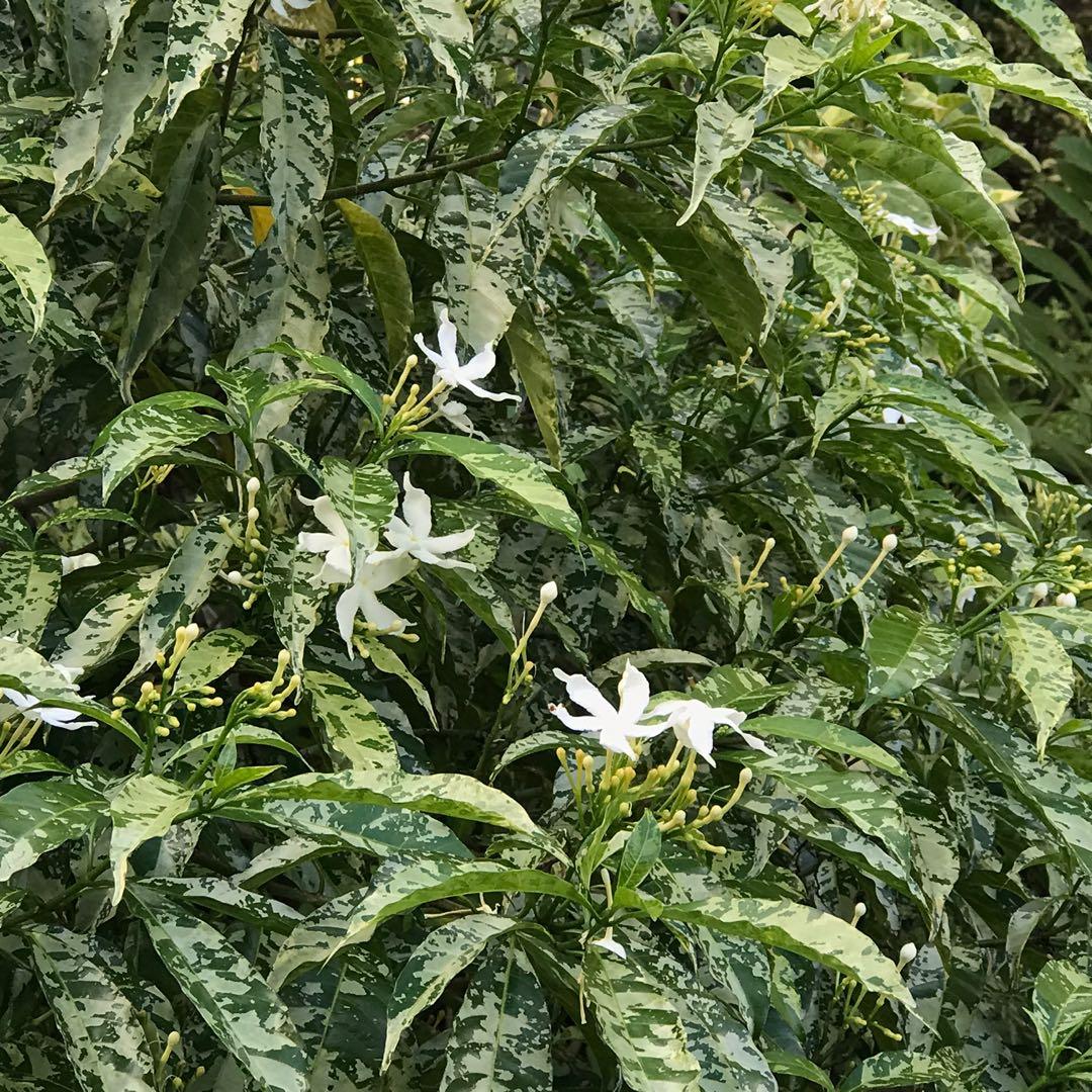 Variegated Jasmine, Furniture & Home Living, Gardening, Plants & Seeds ...