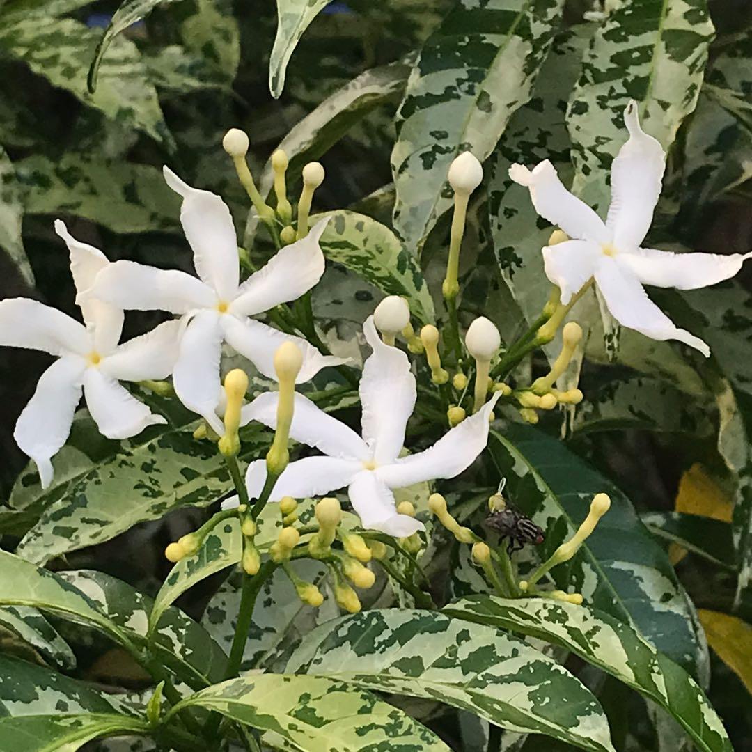 Variegated Jasmine, Furniture & Home Living, Gardening, Plants & Seeds ...