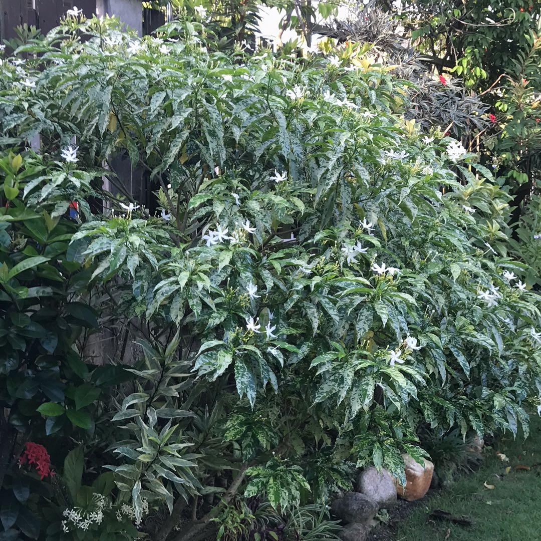 Variegated Jasmine, Furniture & Home Living, Gardening, Plants & Seeds ...