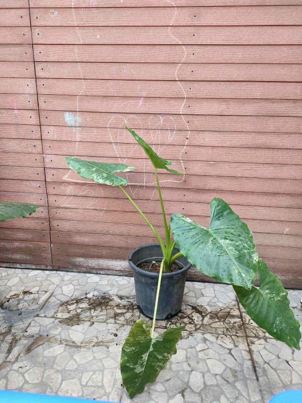 Alocasia (badjang) macorhiza, Furniture & Home Living, Gardening ...