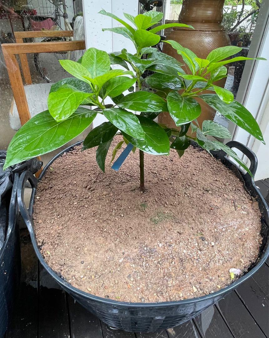 Avocado (Booth 7) one year old in big basket $198, Furniture & Home ...