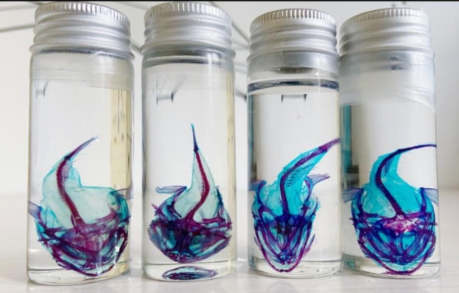 Bone taxidermy real rainbow tinted fishbone diaphonized diaphonize fish ...