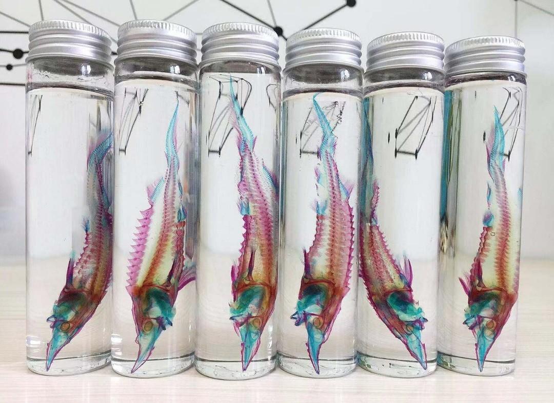Bone taxidermy real rainbow tinted fishbone diaphonized diaphonize fish ...