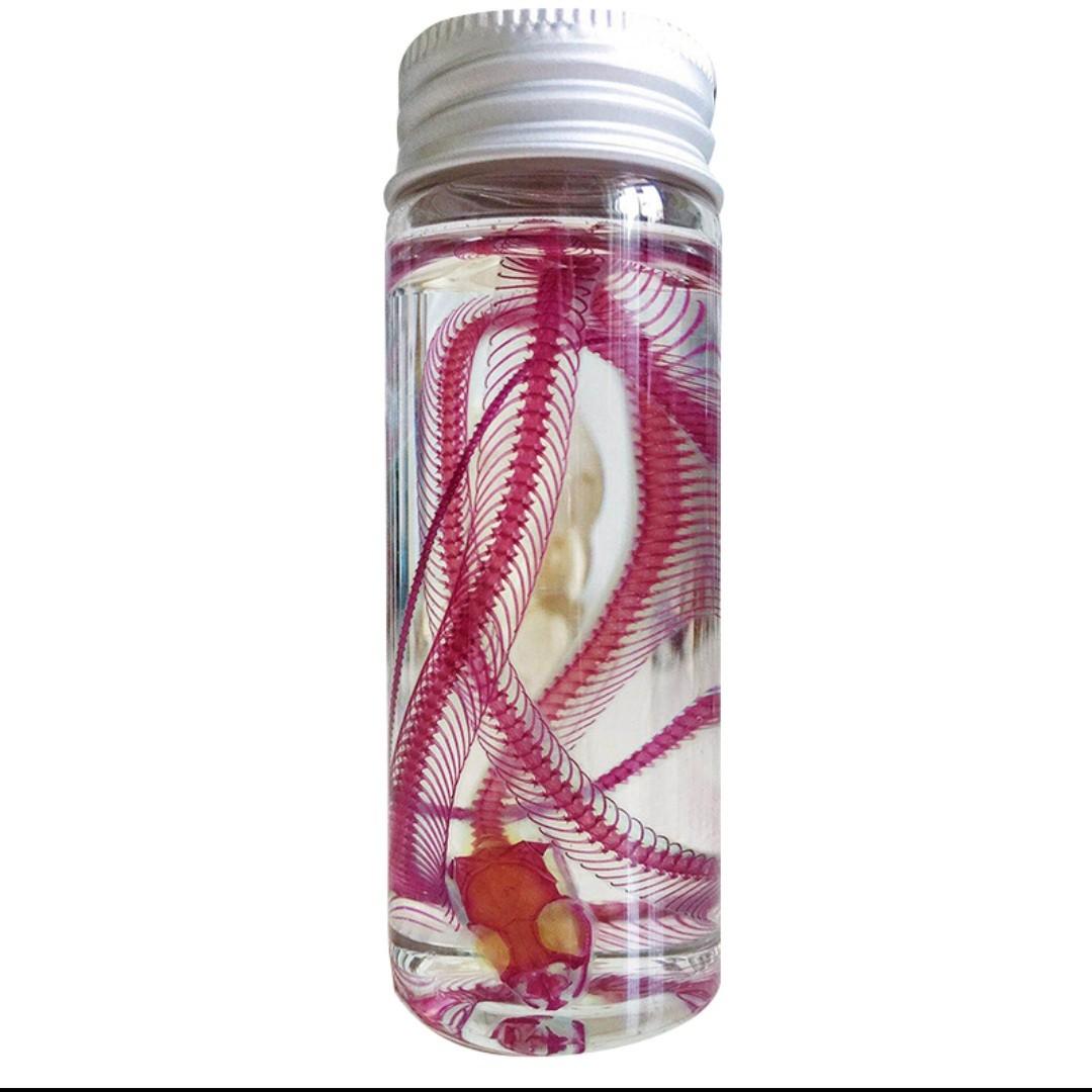 Bone taxidermy real rainbow tinted fishbone diaphonized diaphonize fish ...