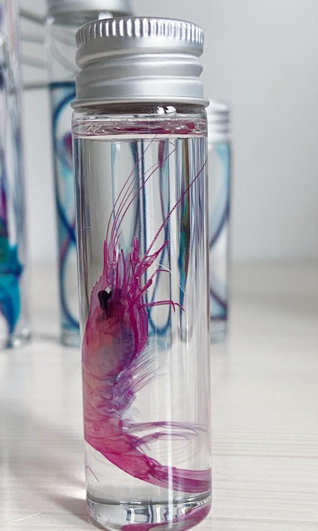 Bone taxidermy real rainbow tinted fishbone diaphonized diaphonize fish ...