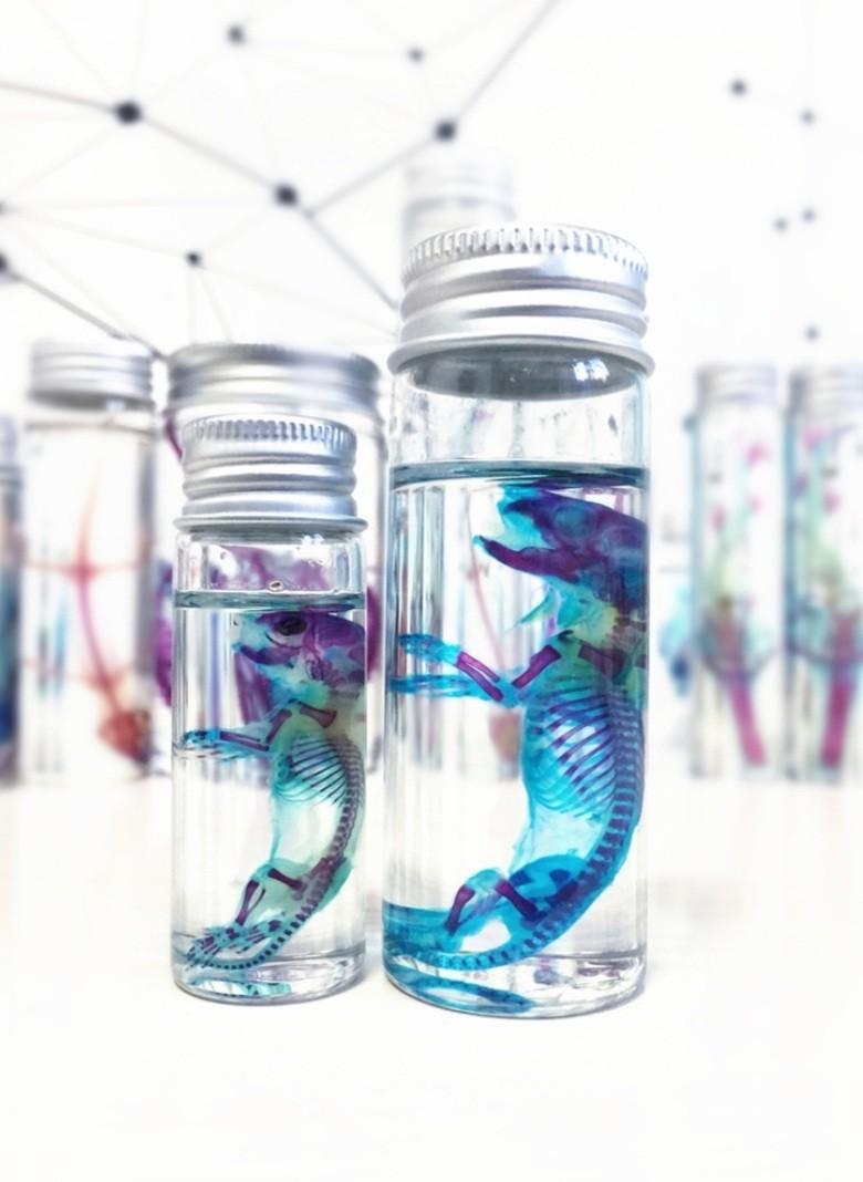 Bone taxidermy real rainbow tinted fishbone diaphonized diaphonize fish ...