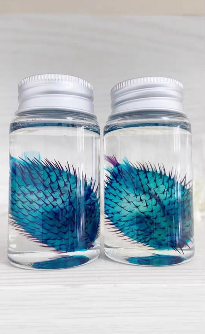 Bone taxidermy real rainbow tinted fishbone diaphonized diaphonize fish ...