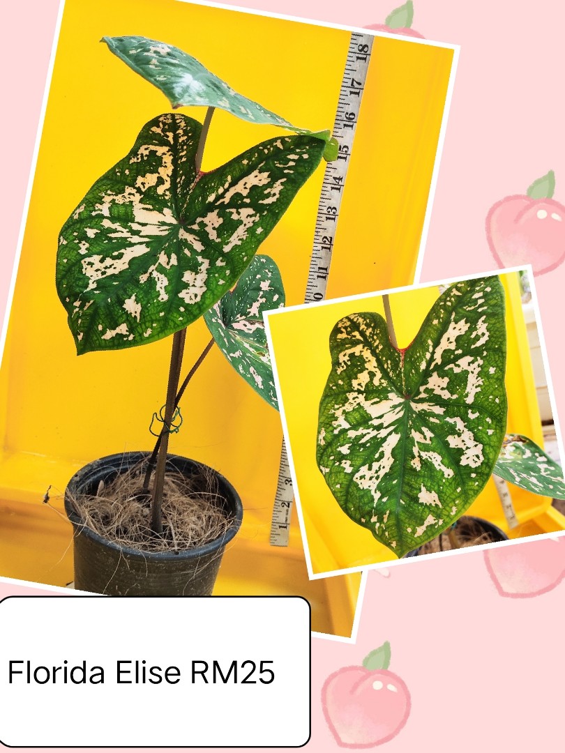 Florida Elise Caladium / Keladi, Furniture & Home Living, Gardening ...
