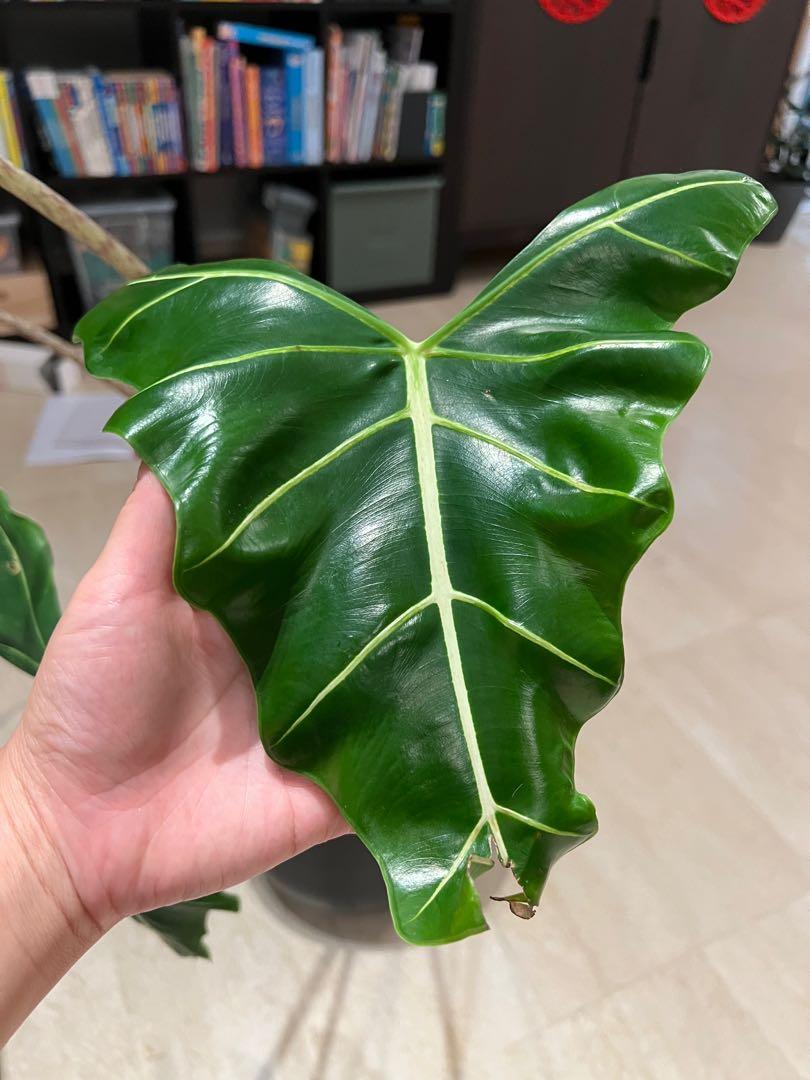 Large Alocassia Sarin, Furniture & Home Living, Gardening, Plants ...