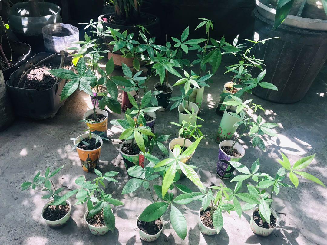 Money Tree Seedlings, Furniture & Home Living, Gardening, Plants ...