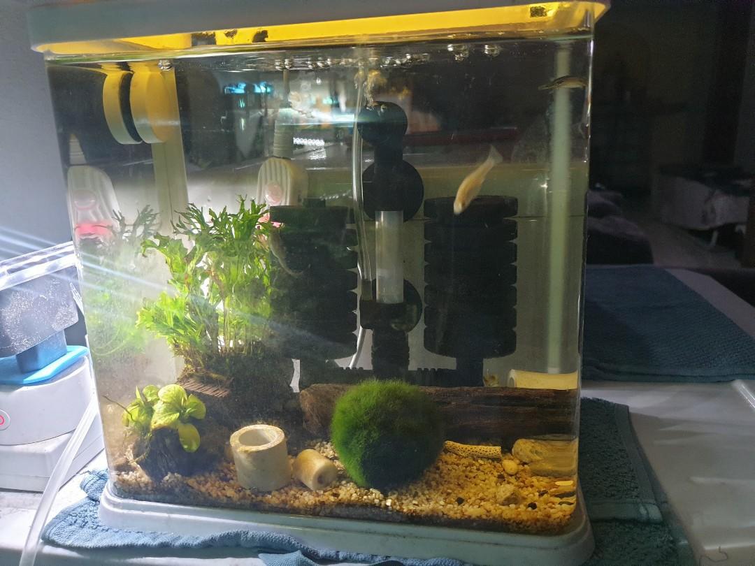 2x Whole Fish Tank Setup, Pet Supplies, Homes & Other Pet Accessories ...